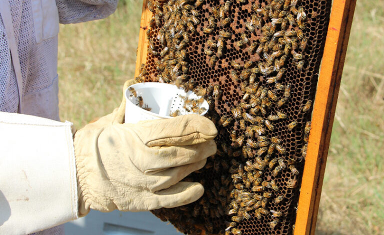 Varroa EasyCheck: Easily count varroa mites - Véto-pharma