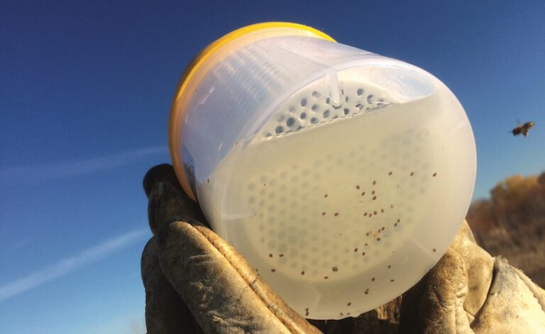 Varroa EasyCheck: Easily count varroa mites - Véto-pharma