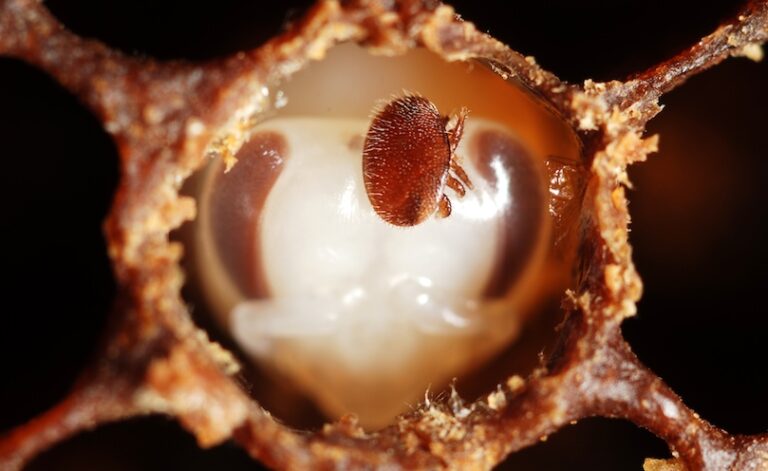Varroa: infestation monitoring at the heart of your treatment strategy