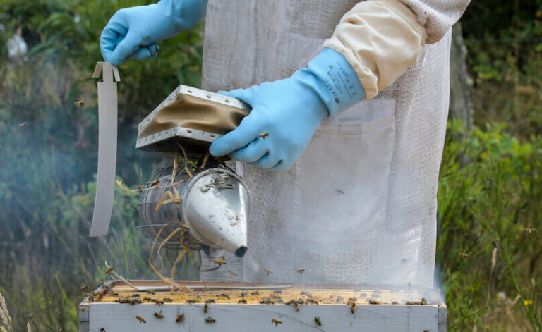 Apivar 2.0: New varroa mite treatment for beekeepers - Veto-pharma