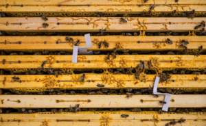 Apivar 2.0: New varroa mite treatment for beekeepers - Veto-pharma